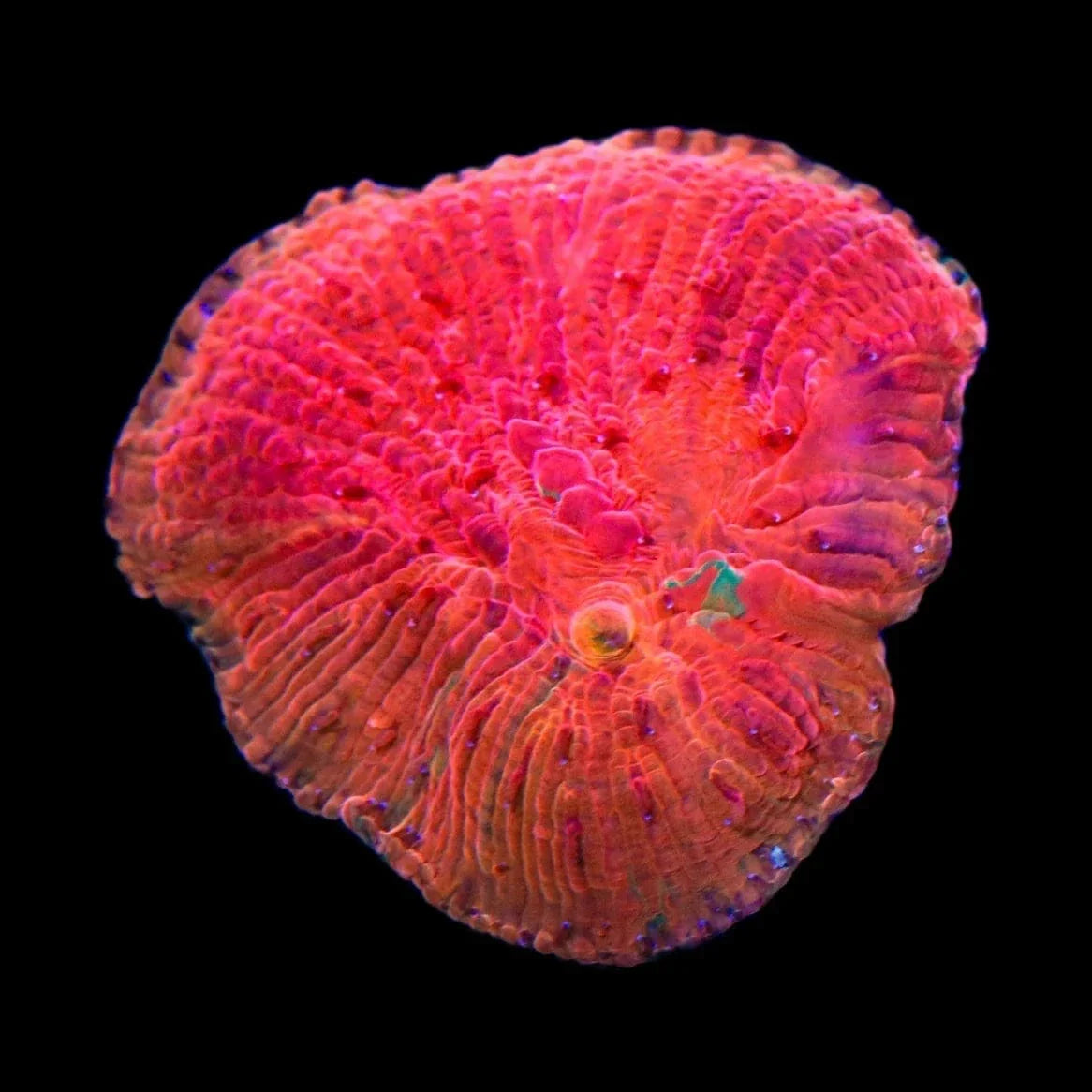 Diablo Diaseris Plate Coral – Aquarium Wholesale