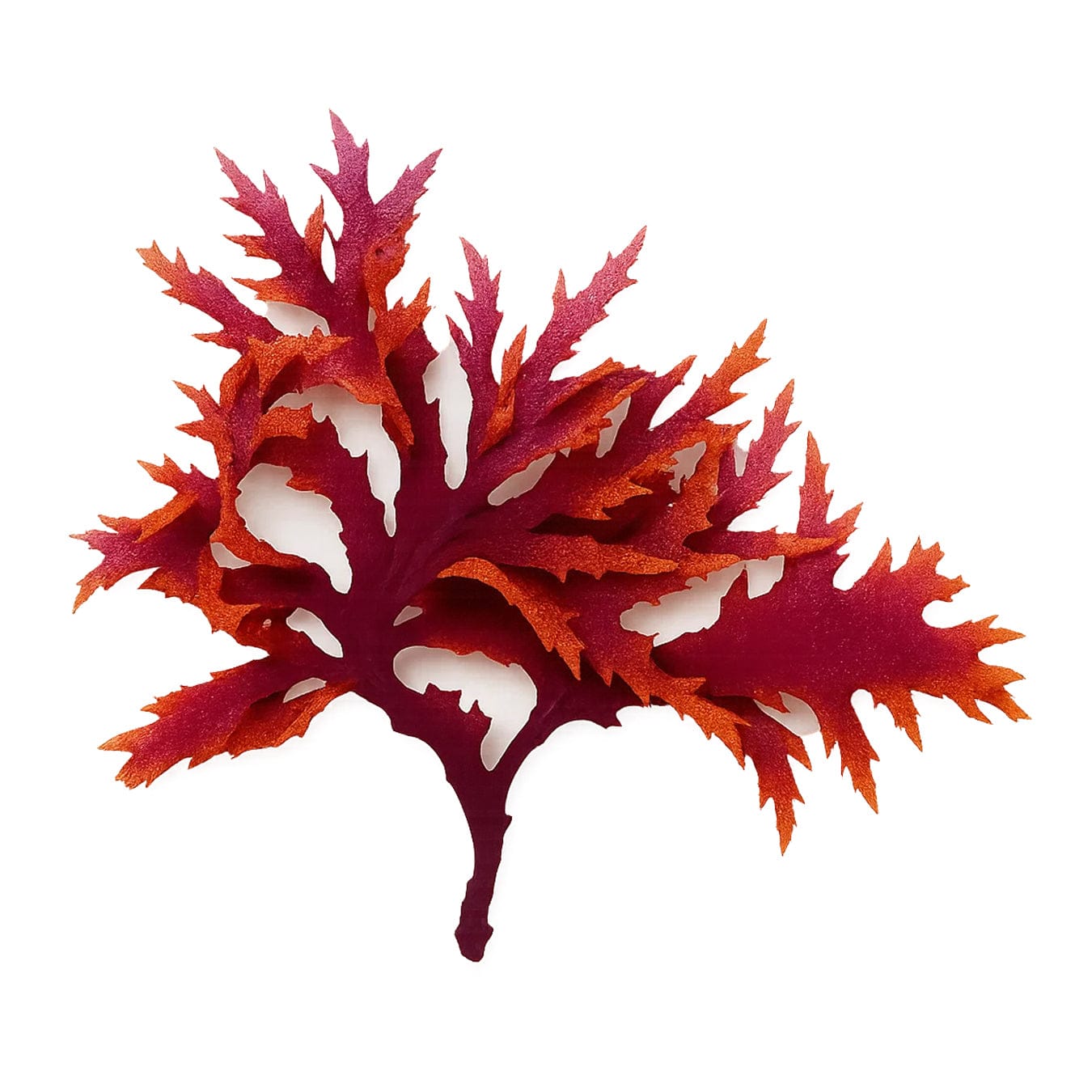 Dragon's Breath Macroalgae – Aquarium Wholesale