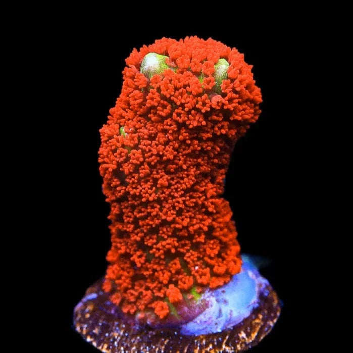 Forest Fire Digitata Montipora Coral – Aquarium Wholesale