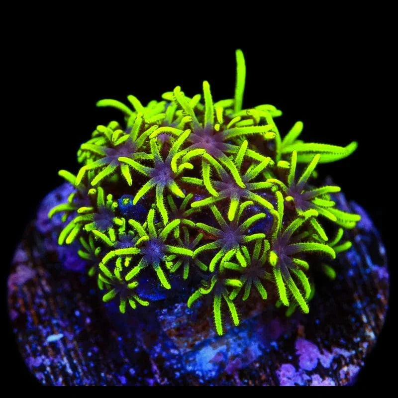 Green Star Polyps Coral – Aquarium Wholesale