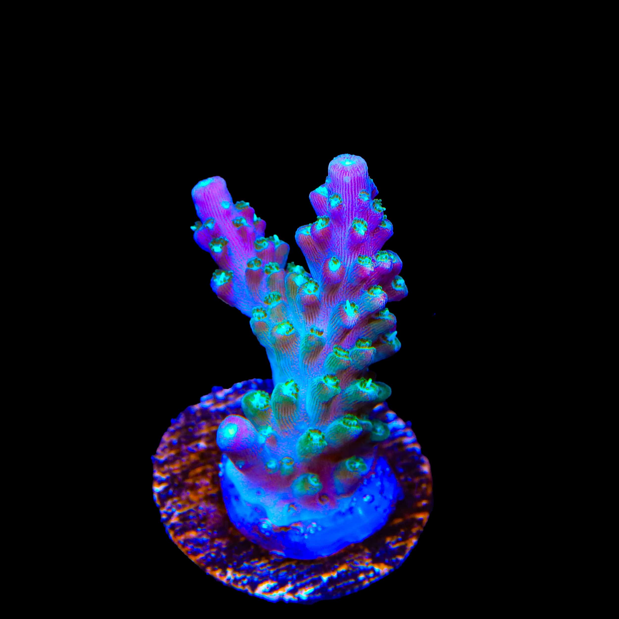 JF Shocktart Acropora Coral – Aquarium Wholesale