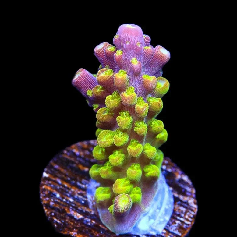Paletta Pink Tip Acropora Coral – Aquarium Wholesale