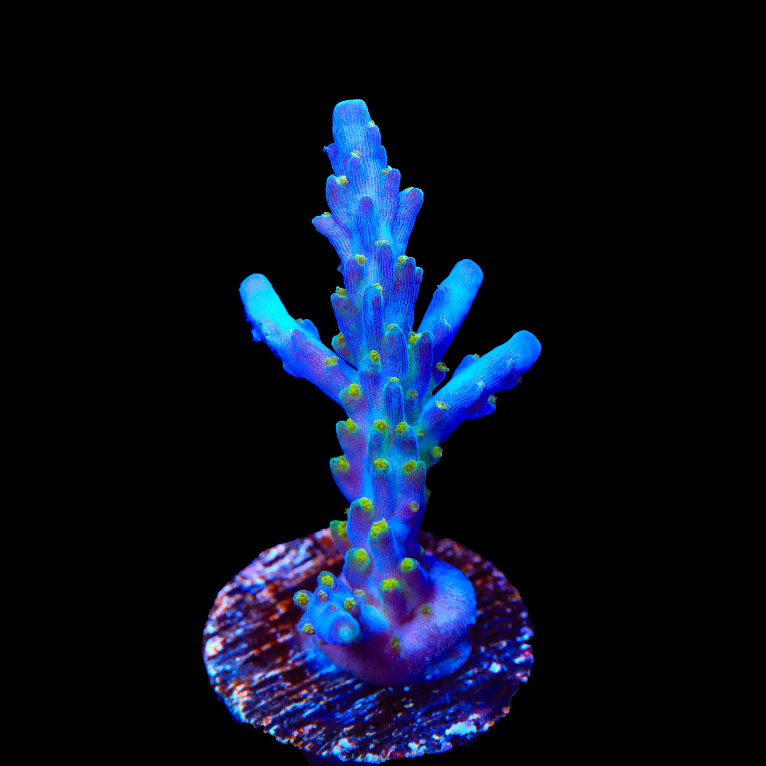 Tricolor Valida Acropora Coral – Aquarium Wholesale