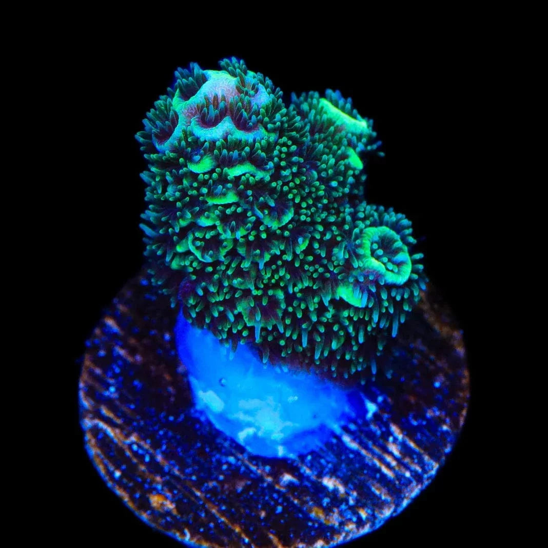 TSA Aqua Matrix Acropora Coral – Aquarium Wholesale
