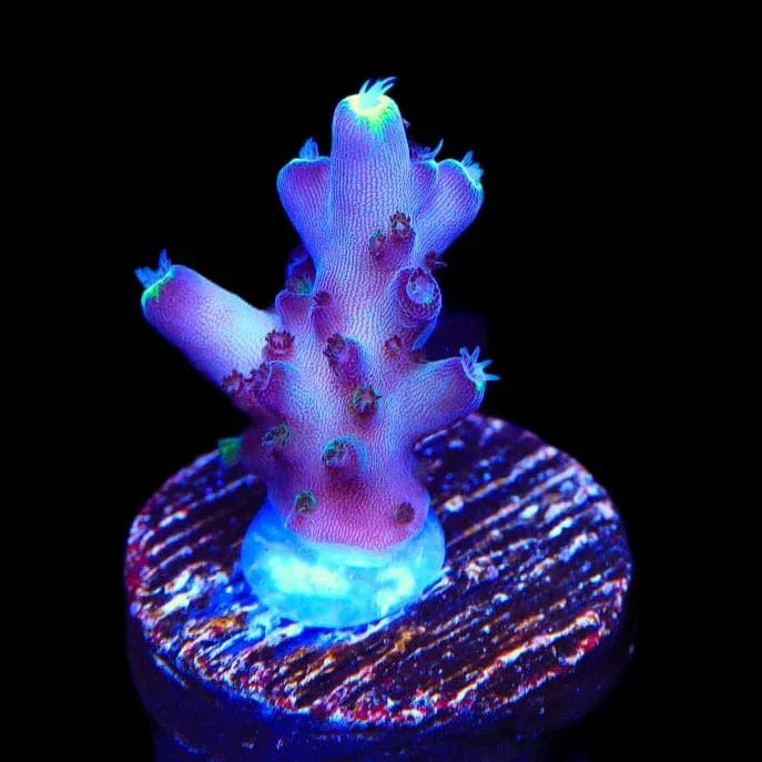 TSA Blue Flame Acropora Coral – Aquarium Wholesale