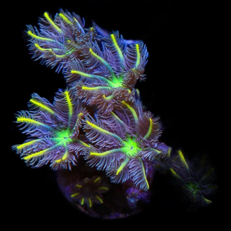 TSA Lemon Laser Clove Polyps Coral