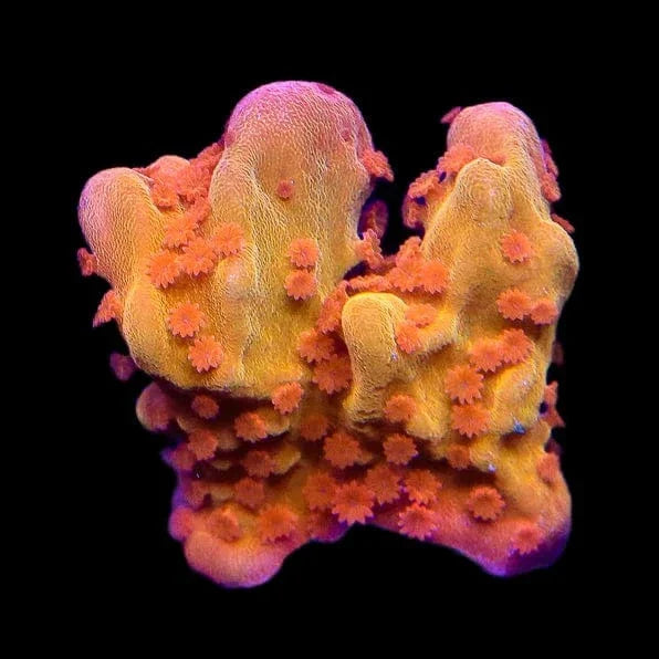 TSA Orange Peel Setosa Montipora Coral